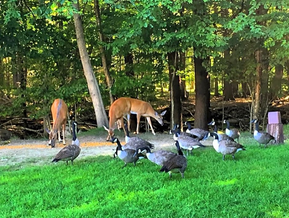 Cove Haven Resort | Reservations Center