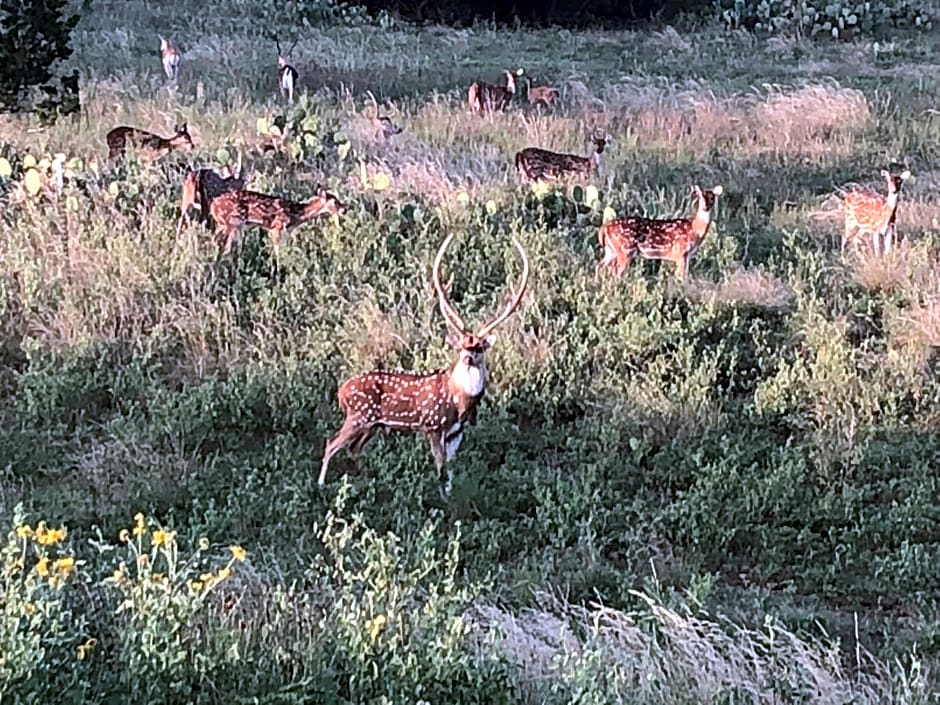 Flying L Ranch Resort